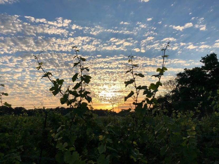 The Ferrante Legacy - Ferrante Winery & Ristorante